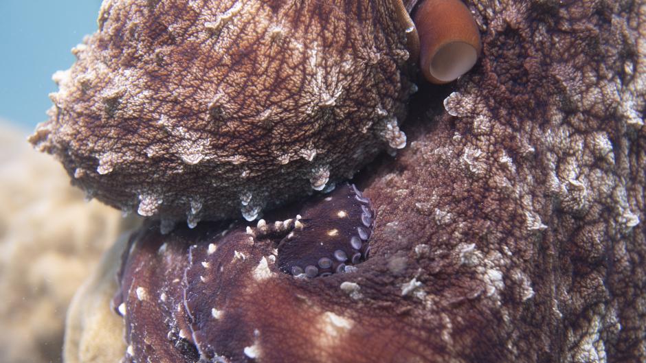 Secrets of the Octopus - National Geographic Channel Abu Dhabi Photos ...