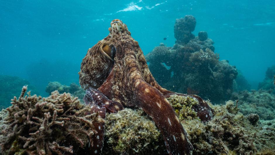 Secrets of the Octopus - National Geographic Channel Abu Dhabi Photos ...