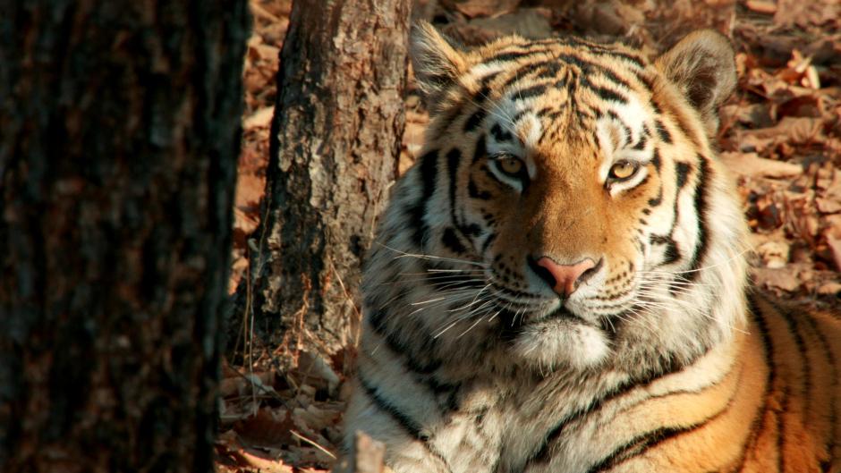 Amur Tiger - National Geographic Channel Abu Dhabi Photos - Amur Tiger ...