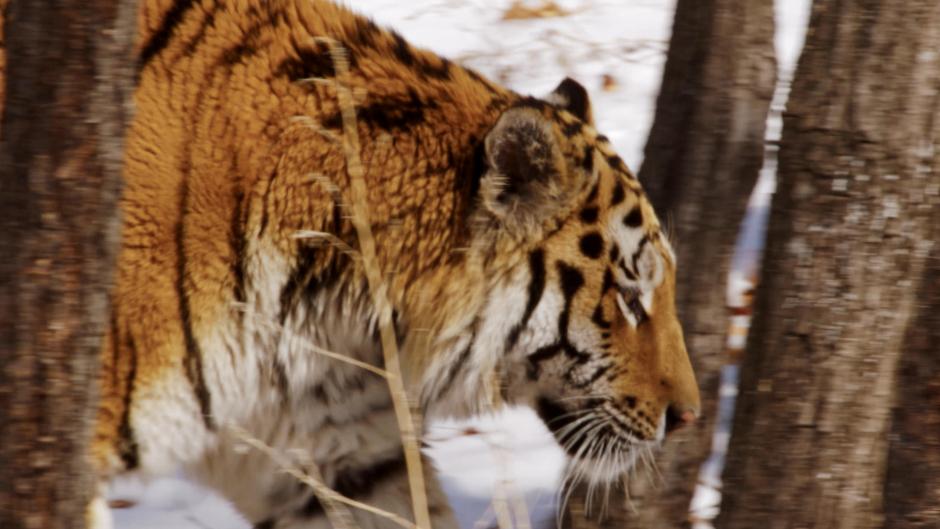 Amur Tiger - National Geographic Channel Abu Dhabi Photos - Amur Tiger ...