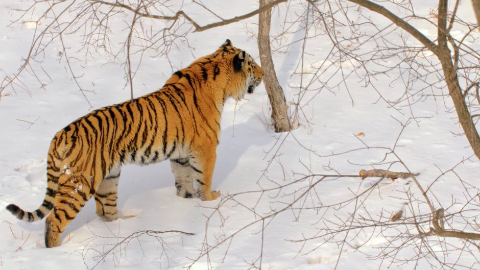 Amur Tiger - National Geographic Channel Abu Dhabi Photos - Amur Tiger ...