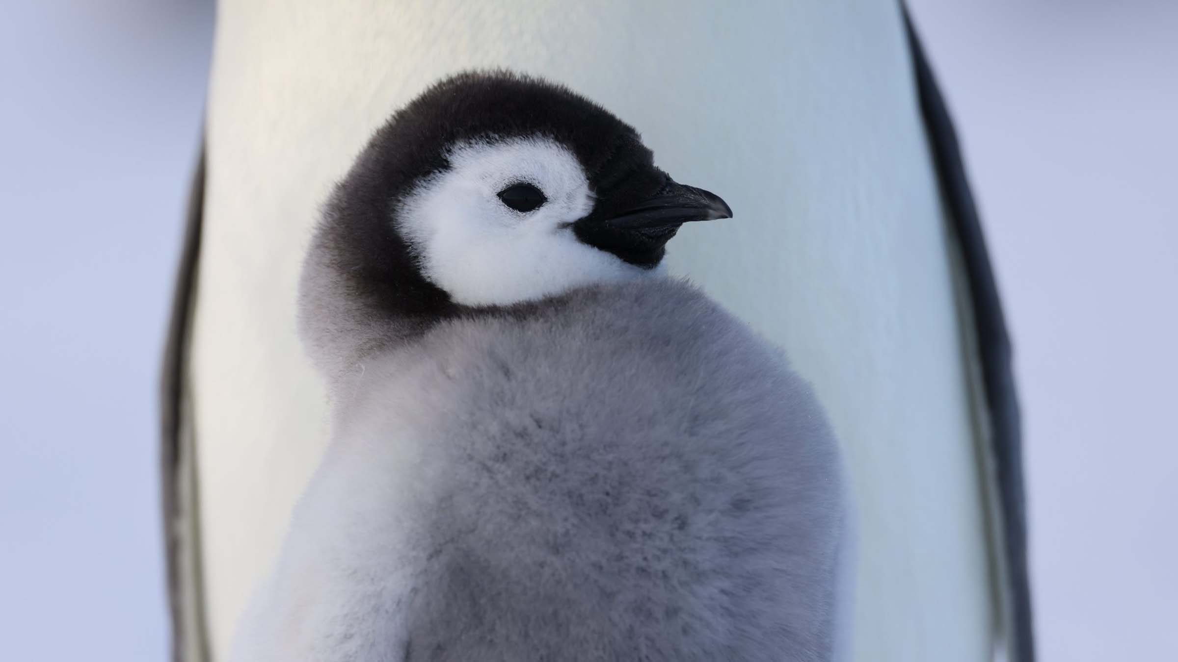 Secrets of the Penguin - National Geographic Channel Abu Dhabi الصور ...