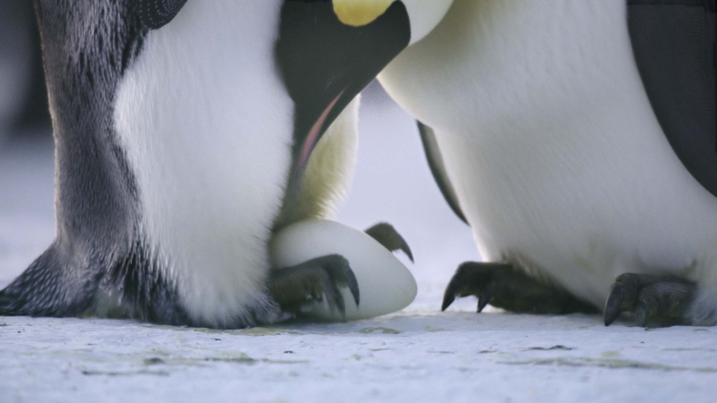 Secrets of the Penguin - National Geographic Channel Abu Dhabi الصور ...