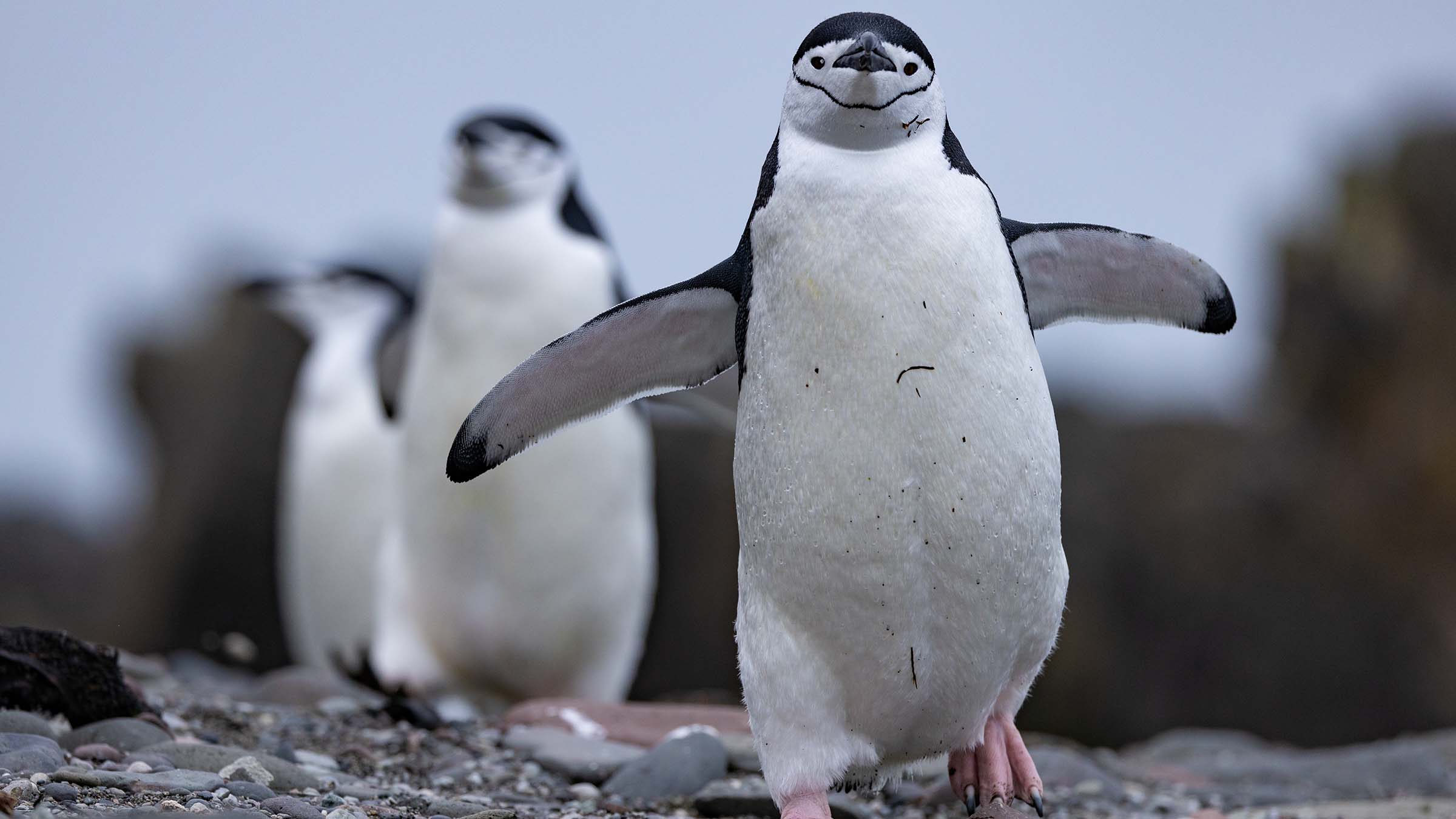 Secrets of the Penguin - National Geographic Channel Abu Dhabi الصور ...