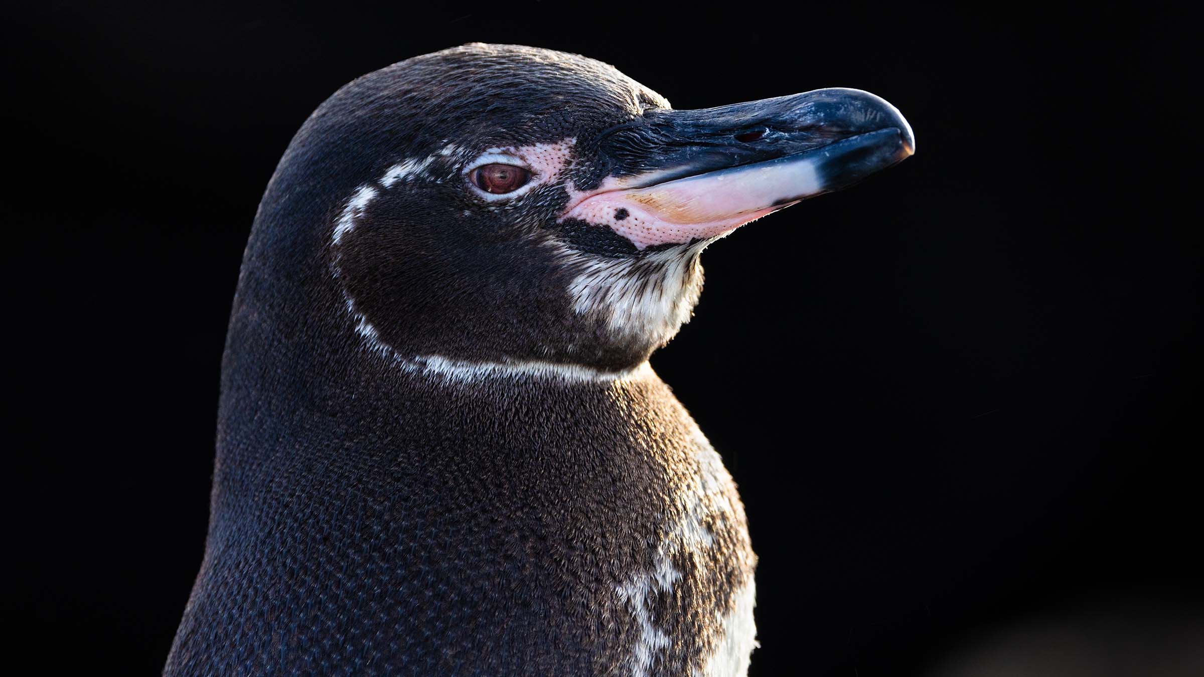 Secrets of the Penguin - National Geographic Channel Abu Dhabi الصور ...