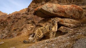 Wild Cats of India - National Geographic Channel - Canada