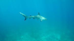 Sharks of The Bermuda Triangle - National Geographic Channel - Canada