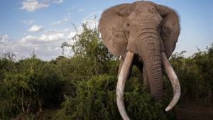 Secrets of the Elephants - National Geographic Channel - Canada