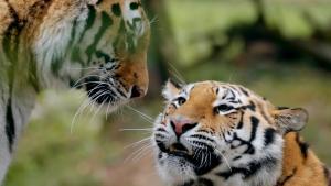 Amur Tiger - National Geographic Channel Abu Dhabi - National ...