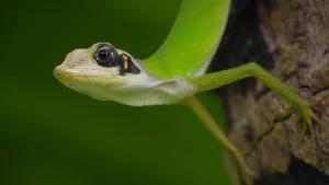 Nicobar Islands: A Monkey's Long Tale - National Geographic Channel Abu ...