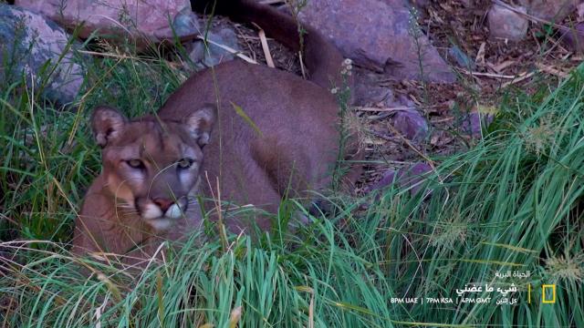 Watch Something Bit Me! - National Geographic Channel Abu Dhabi Videos ...